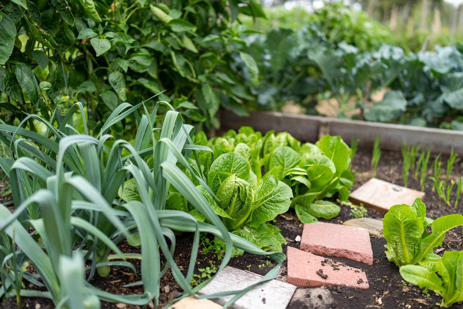 Community gardens | Yarra City Council