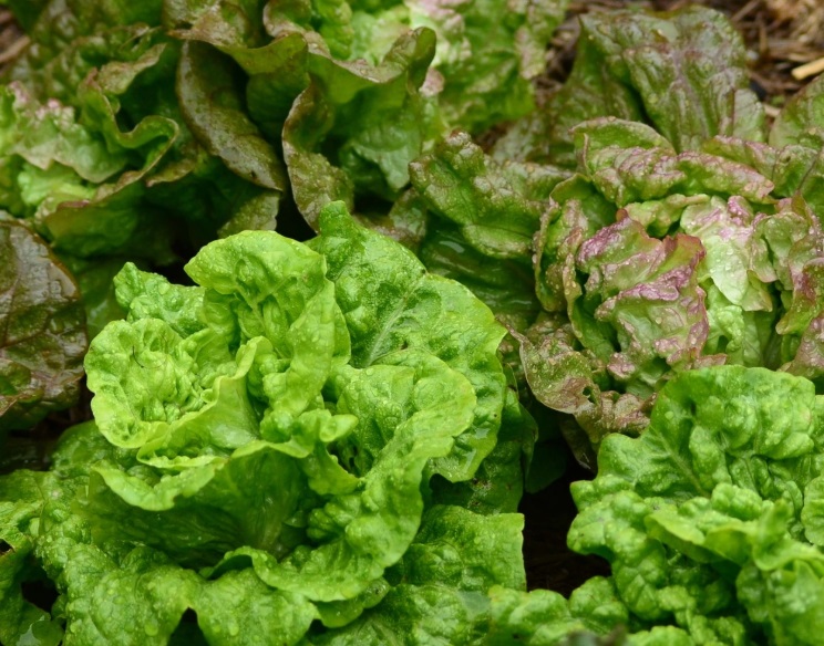 Cheap and easy food gardening for beginners (webinar) | Event, Yarra City