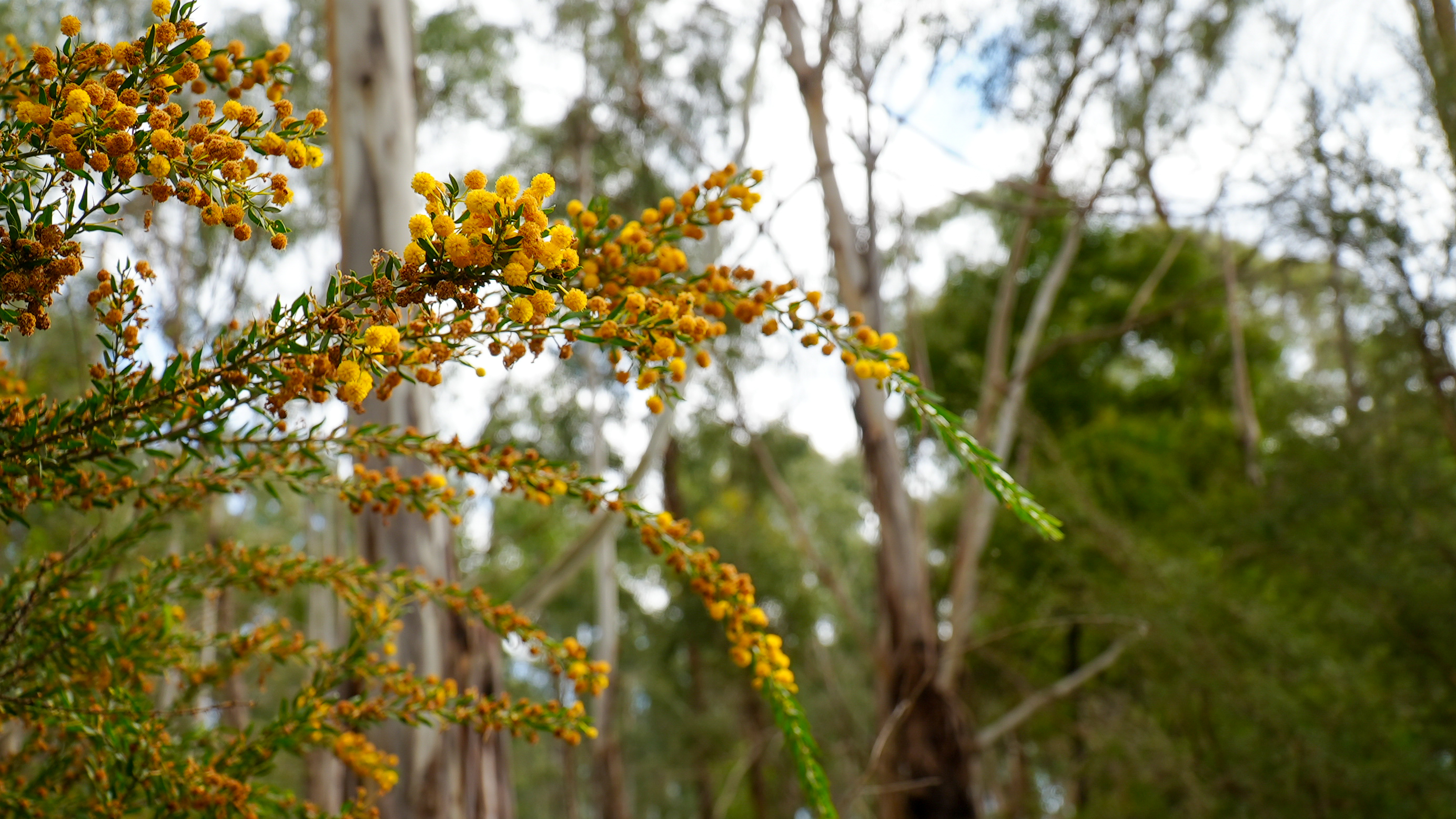 Plant Identification Walk | Event, Yarra City Council