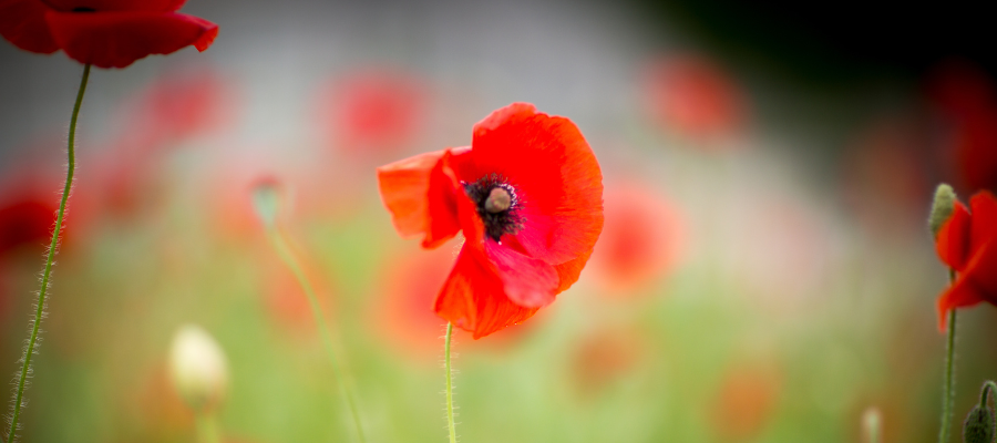 ANZAC Day public holiday opening hours and timetable | News, Yarra City ...