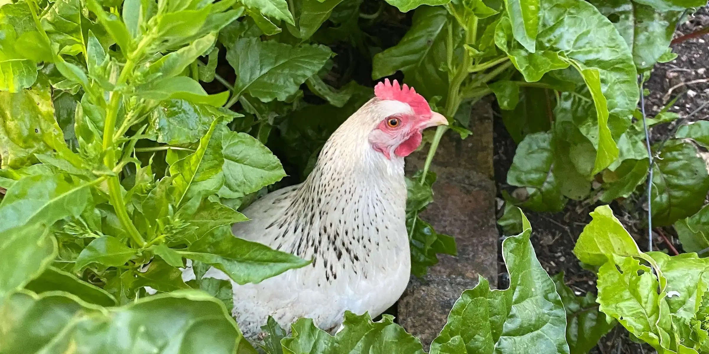 Happy Backyard Hens: a workshop with My Smart Garden | Event, Yarra City