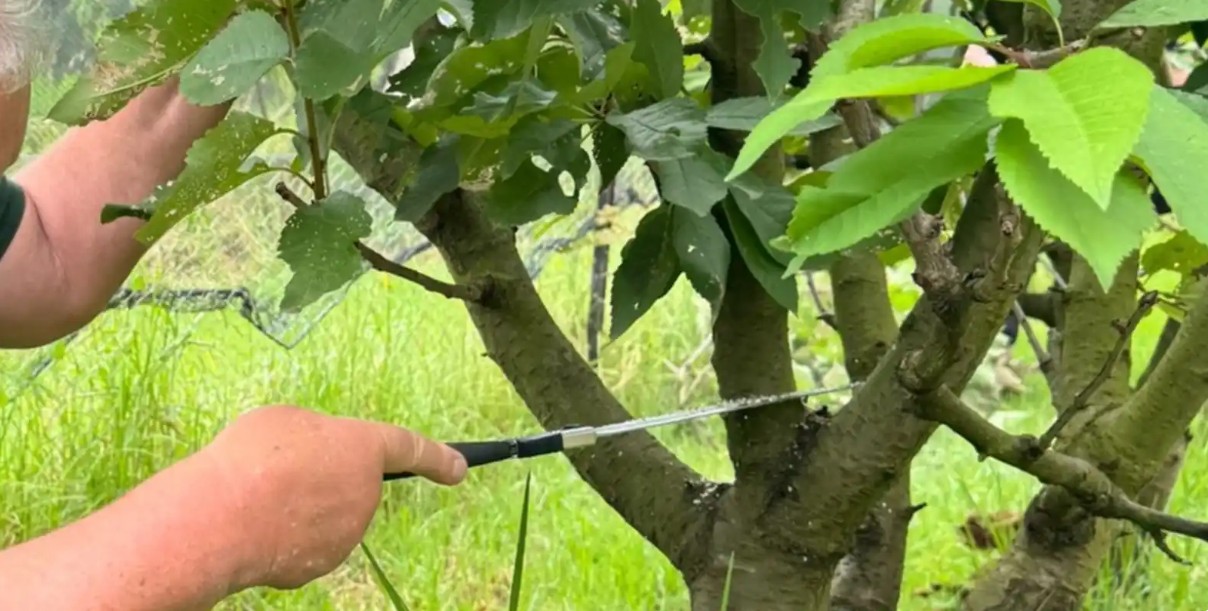 Winter Tree Pruning: a workshop with My Smart Garden | Event, Yarra City