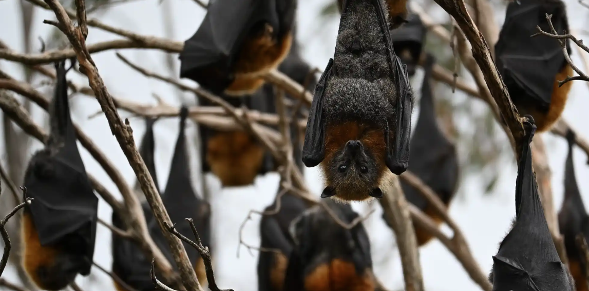 They Fly by Night: Bats as Pollinators | Event, Yarra City Council